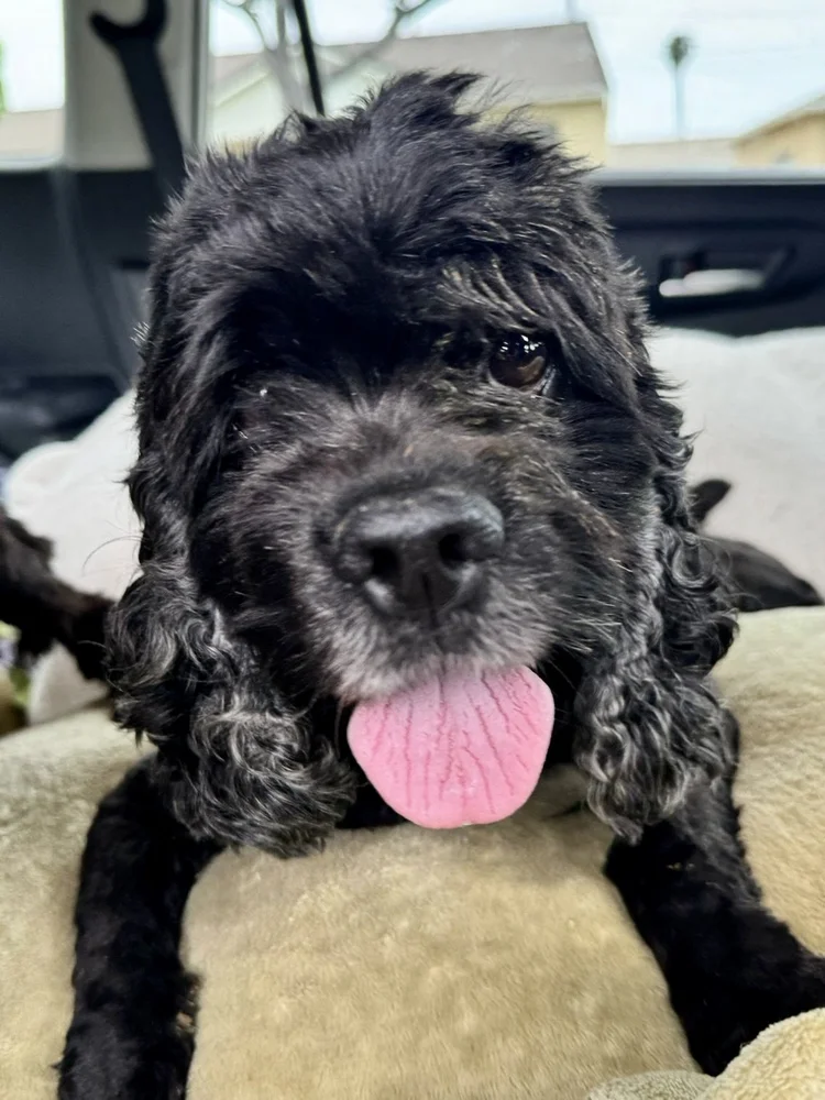 Dogs for Adoption - Cocker Spaniel - Camp Cocker Rescue