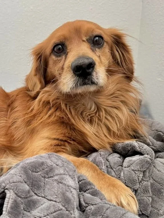 Dogs for Adoption - Cocker Spaniel - Camp Cocker Rescue