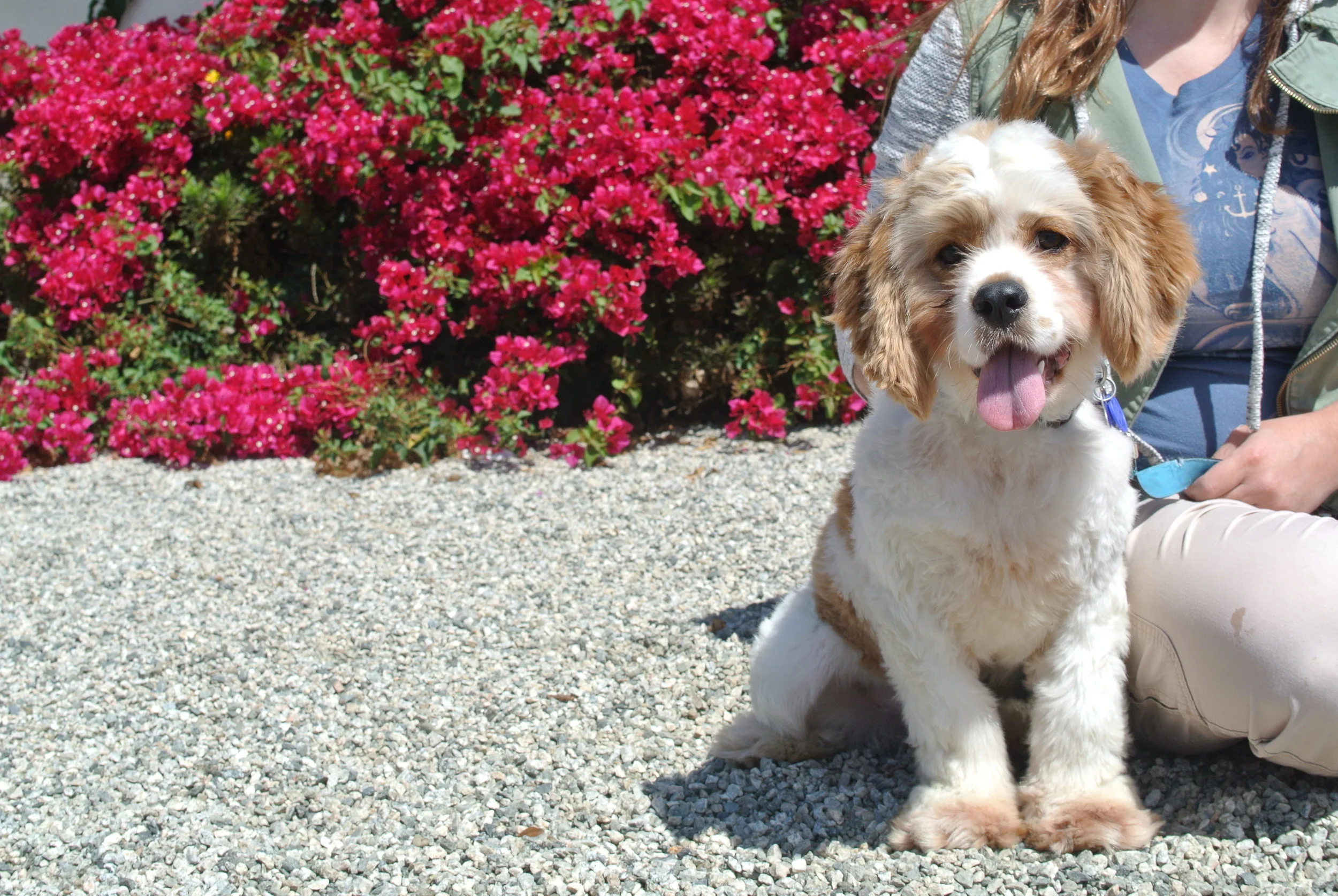 Home - Camp Cocker Rescue