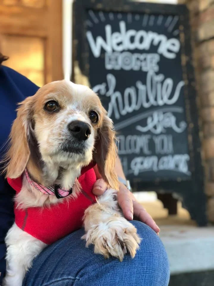 Adoptions 2018 - Camp Cocker Rescue