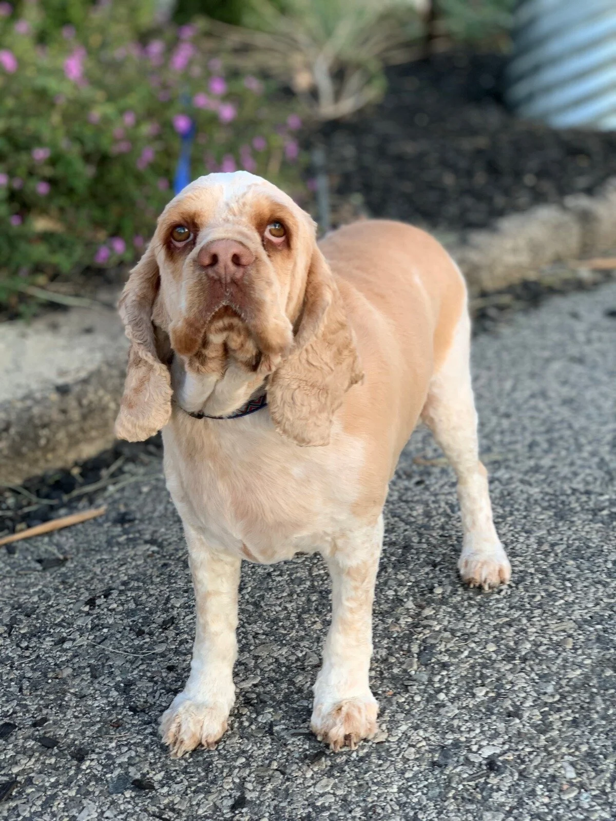 Comet - Camp Cocker Rescue