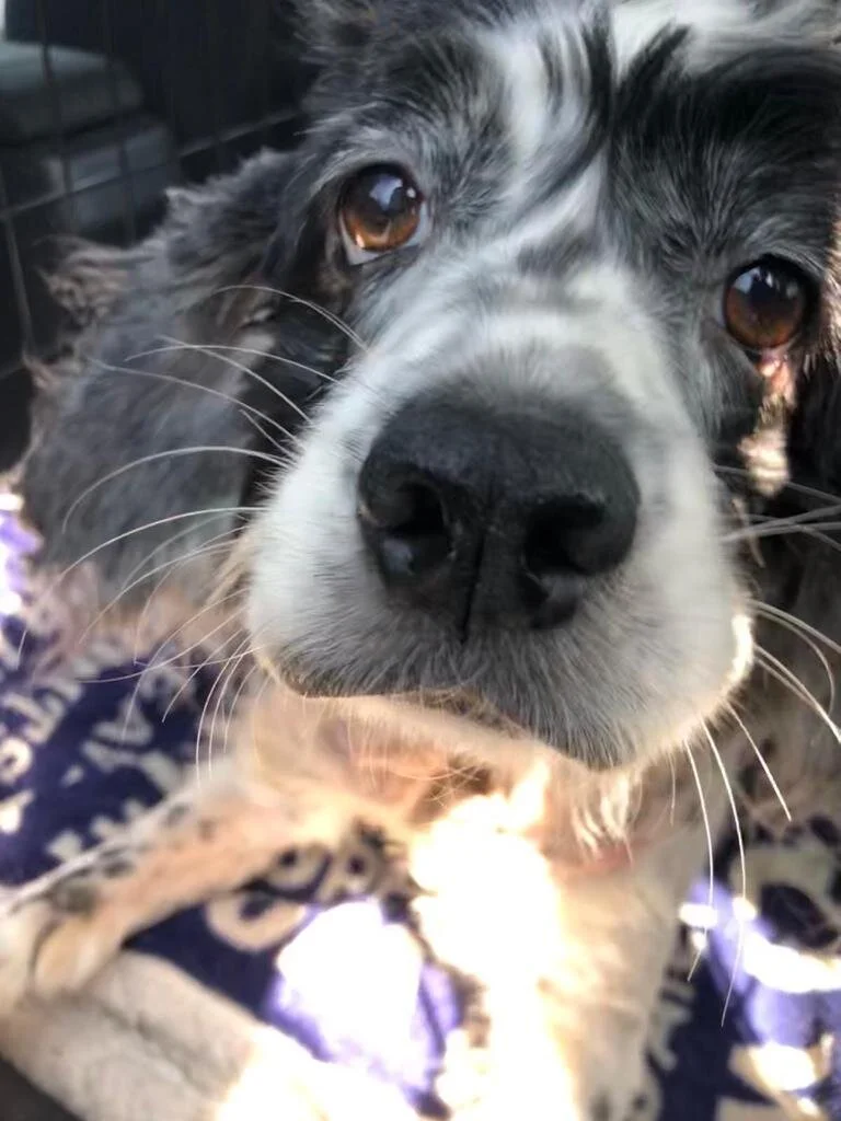 Louise - Camp Cocker Rescue