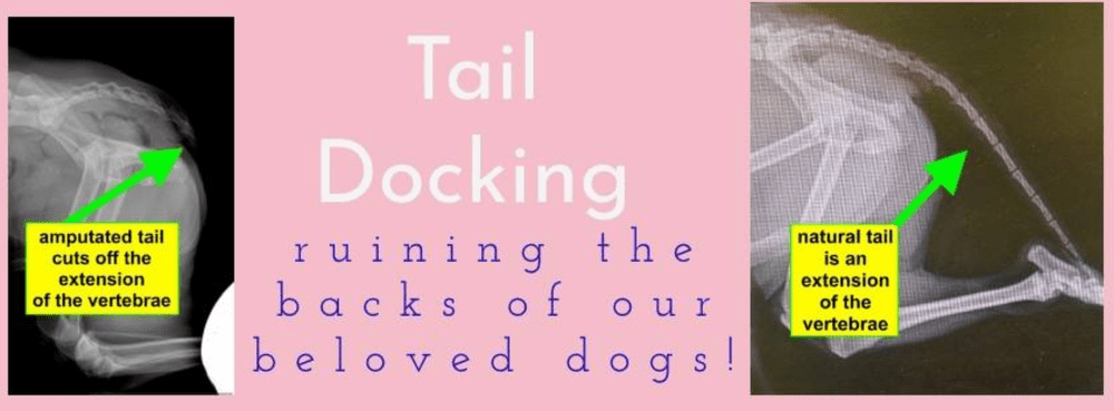 Why Are Cocker Spaniels Tails Docked