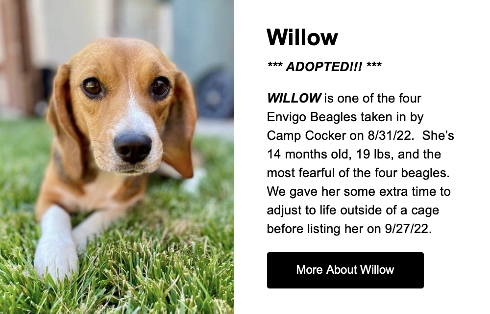 Home - Camp Cocker Rescue