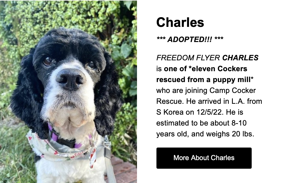 Home - Camp Cocker Rescue