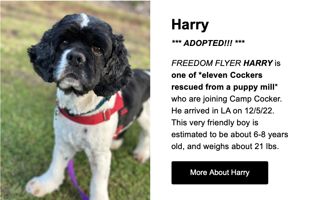 Home - Camp Cocker Rescue