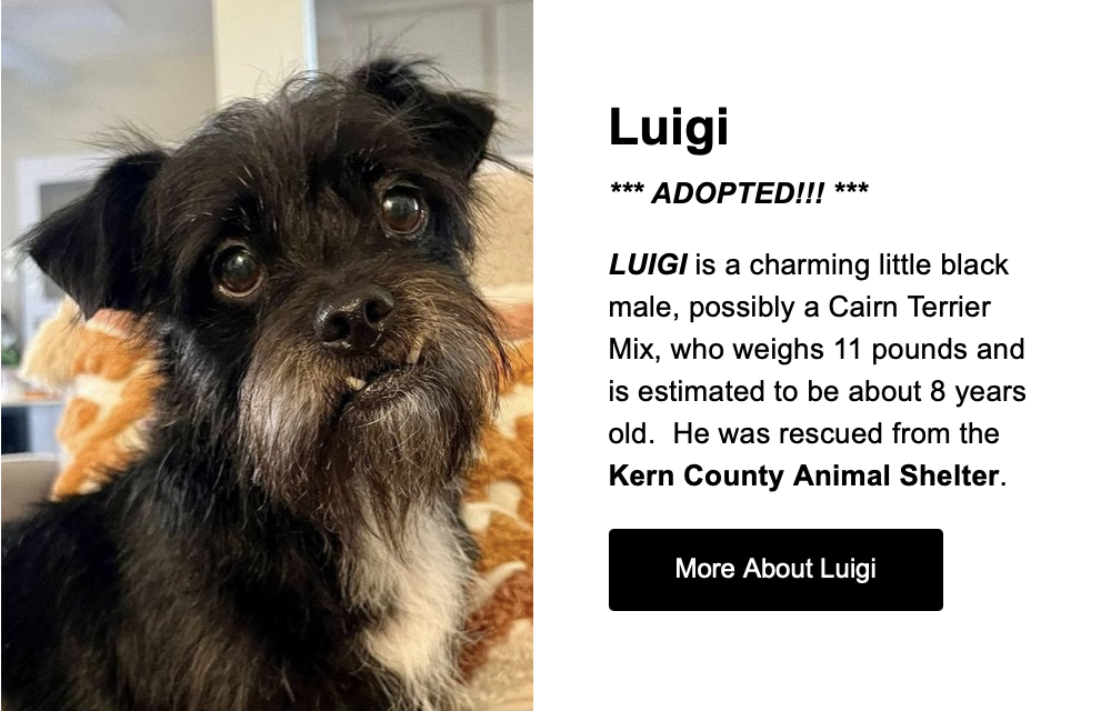 Home - Camp Cocker Rescue