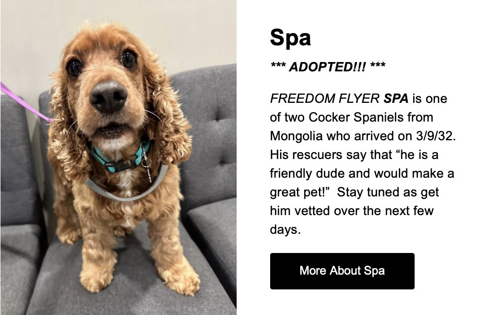 Home - Camp Cocker Rescue