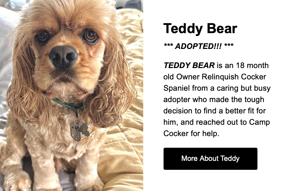 Home - Camp Cocker Rescue