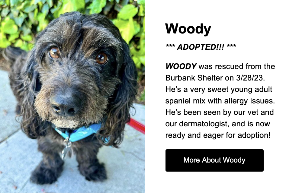 Home - Camp Cocker Rescue