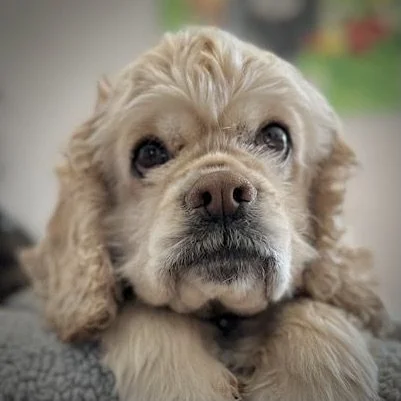 Home - Camp Cocker Rescue