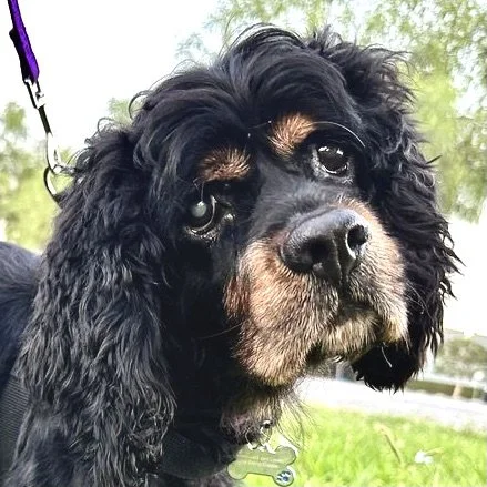 Home - Camp Cocker Rescue