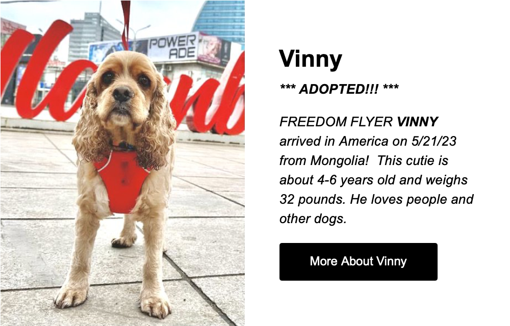 Home - Camp Cocker Rescue