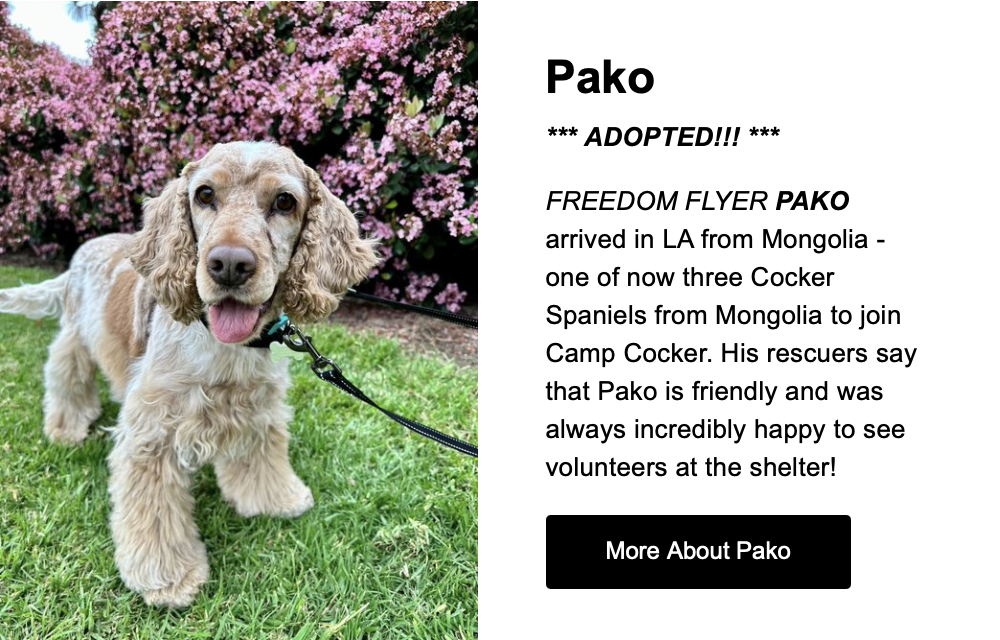 Home - Camp Cocker Rescue