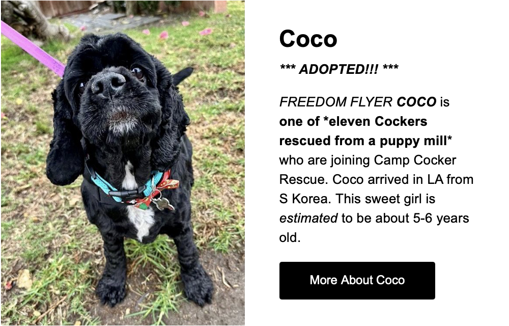 Home - Camp Cocker Rescue