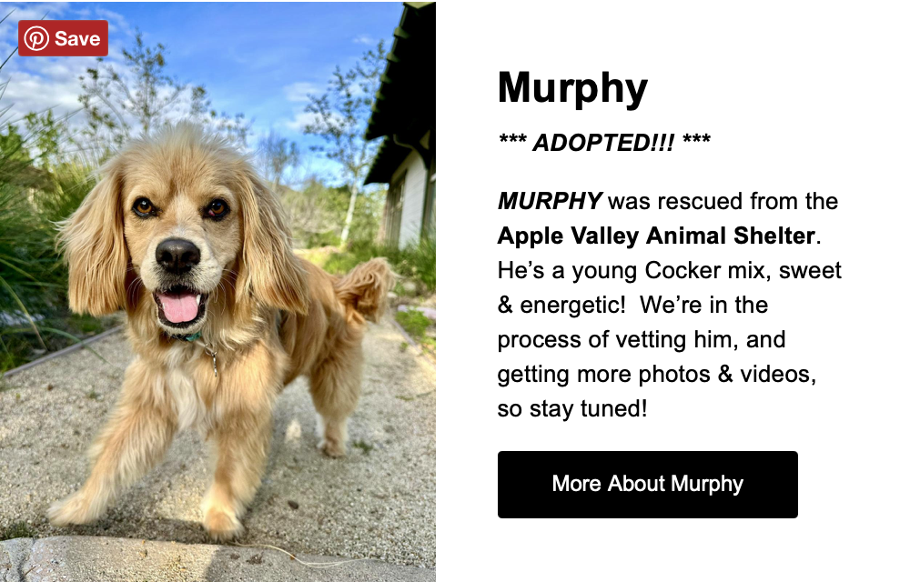 Home - Camp Cocker Rescue