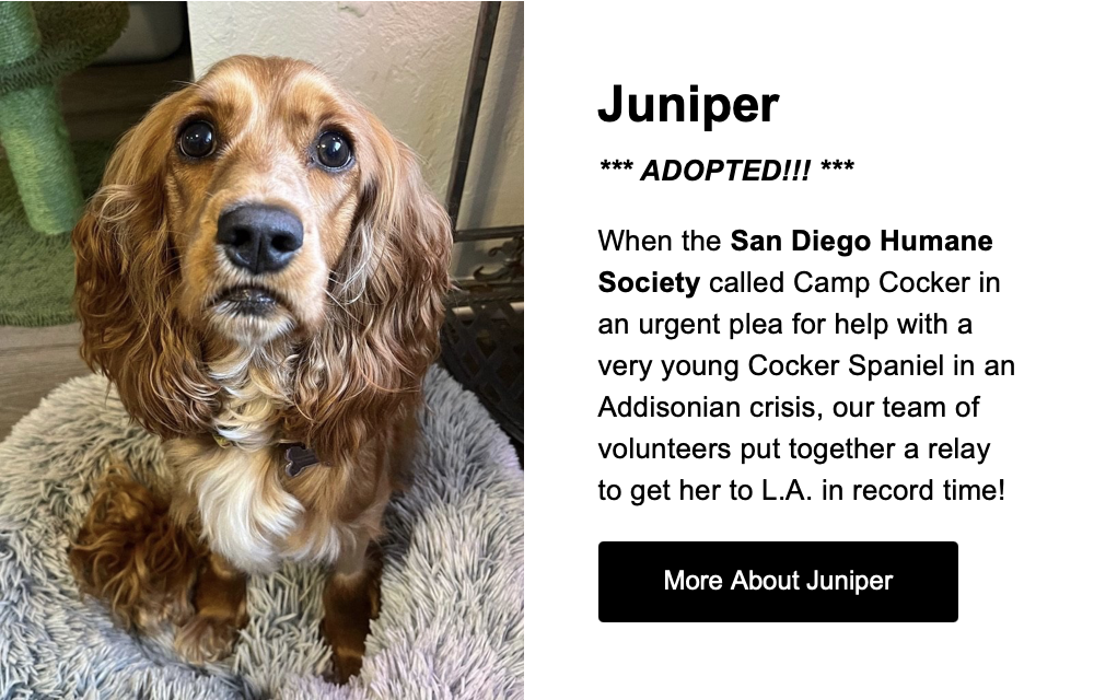 Home - Camp Cocker Rescue