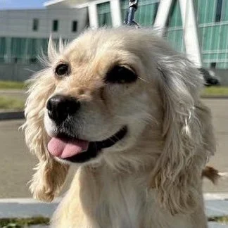 Home - Camp Cocker Rescue