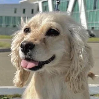 Home - Camp Cocker Rescue