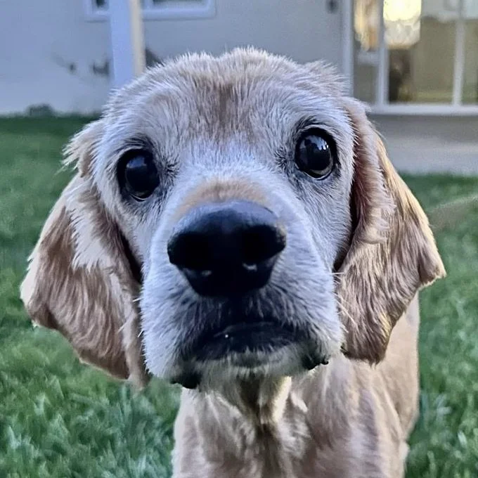 Home - Camp Cocker Rescue
