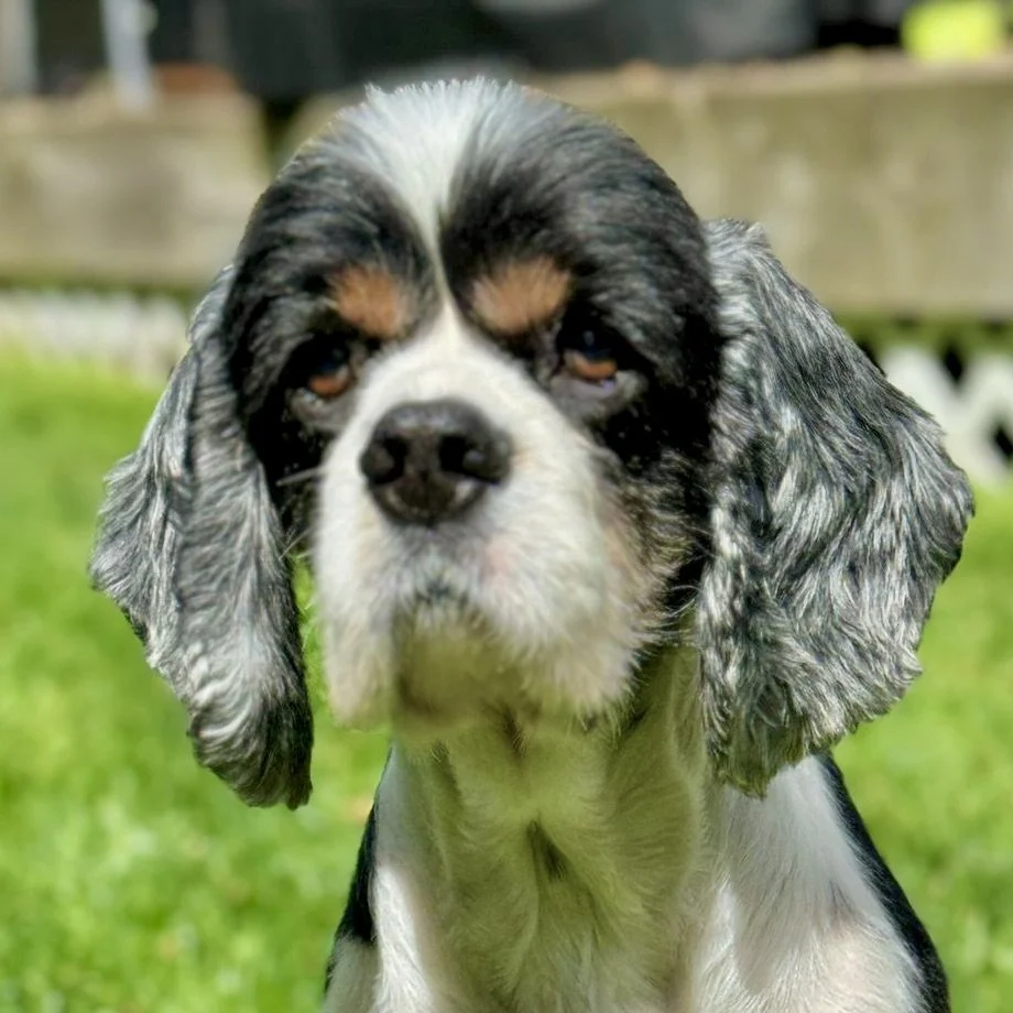 Home - Camp Cocker Rescue