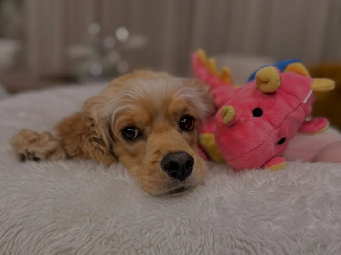 Home - Camp Cocker Rescue