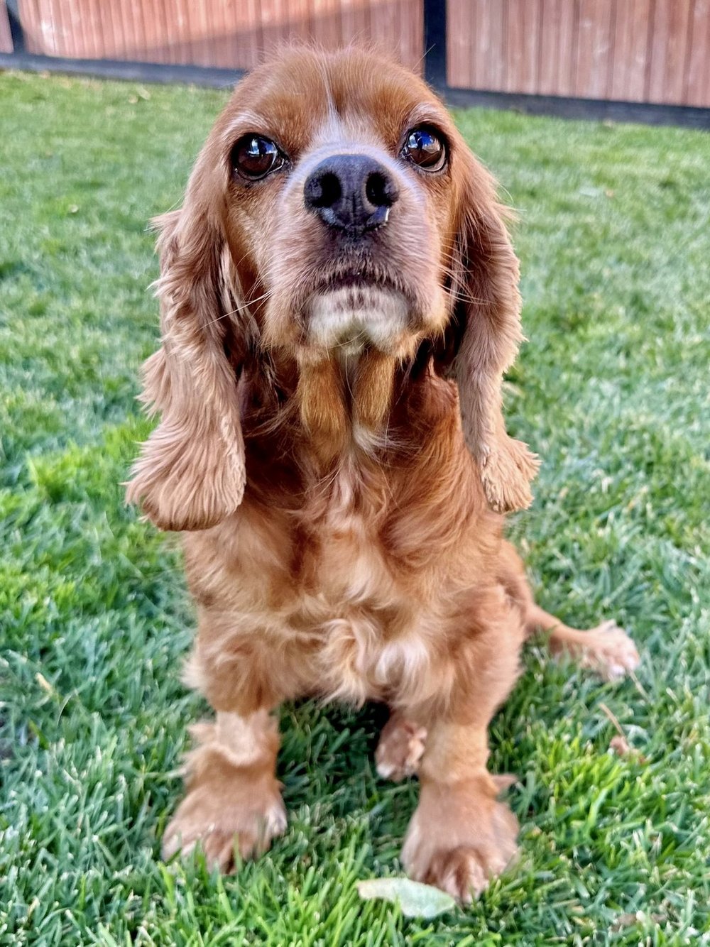 Dogs for Adoption - Cocker Spaniel - Camp Cocker Rescue