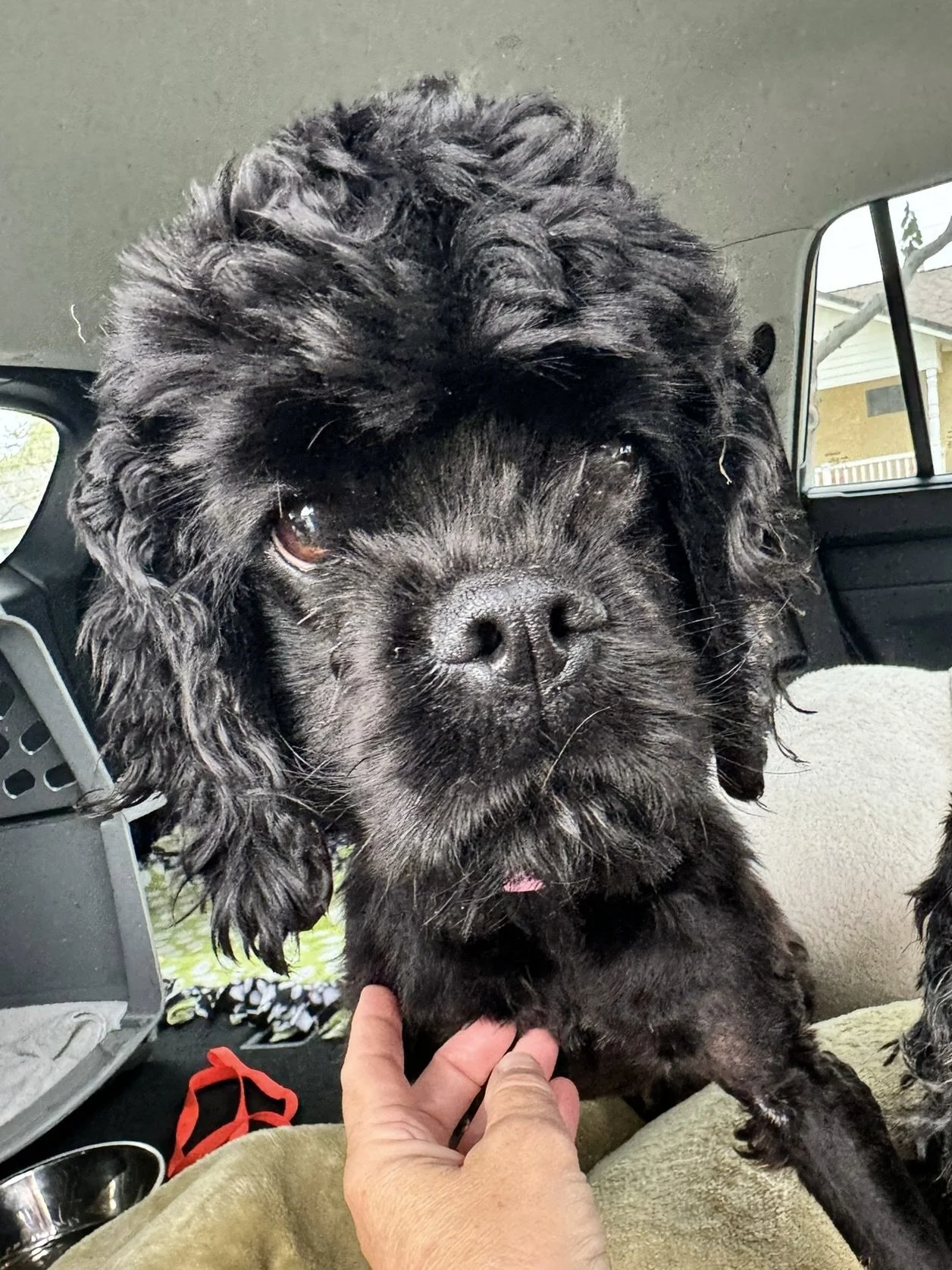 Dogs for Adoption - Cocker Spaniel - Camp Cocker Rescue