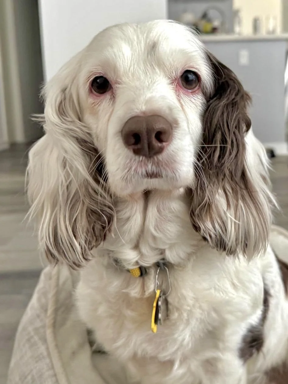 Dogs for Adoption - Cocker Spaniel - Camp Cocker Rescue