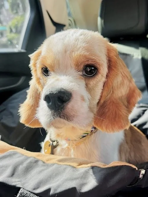 Dogs for Adoption - Cocker Spaniel - Camp Cocker Rescue