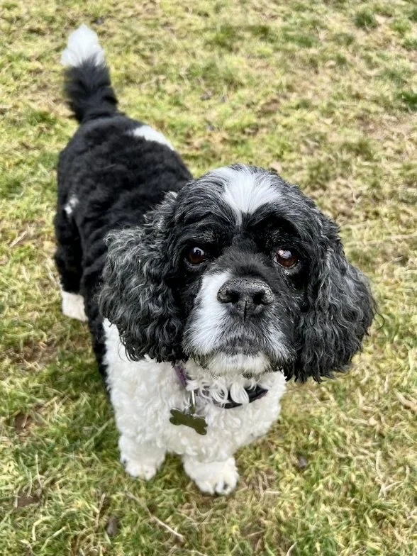 Dogs for Adoption - Cocker Spaniel - Camp Cocker Rescue