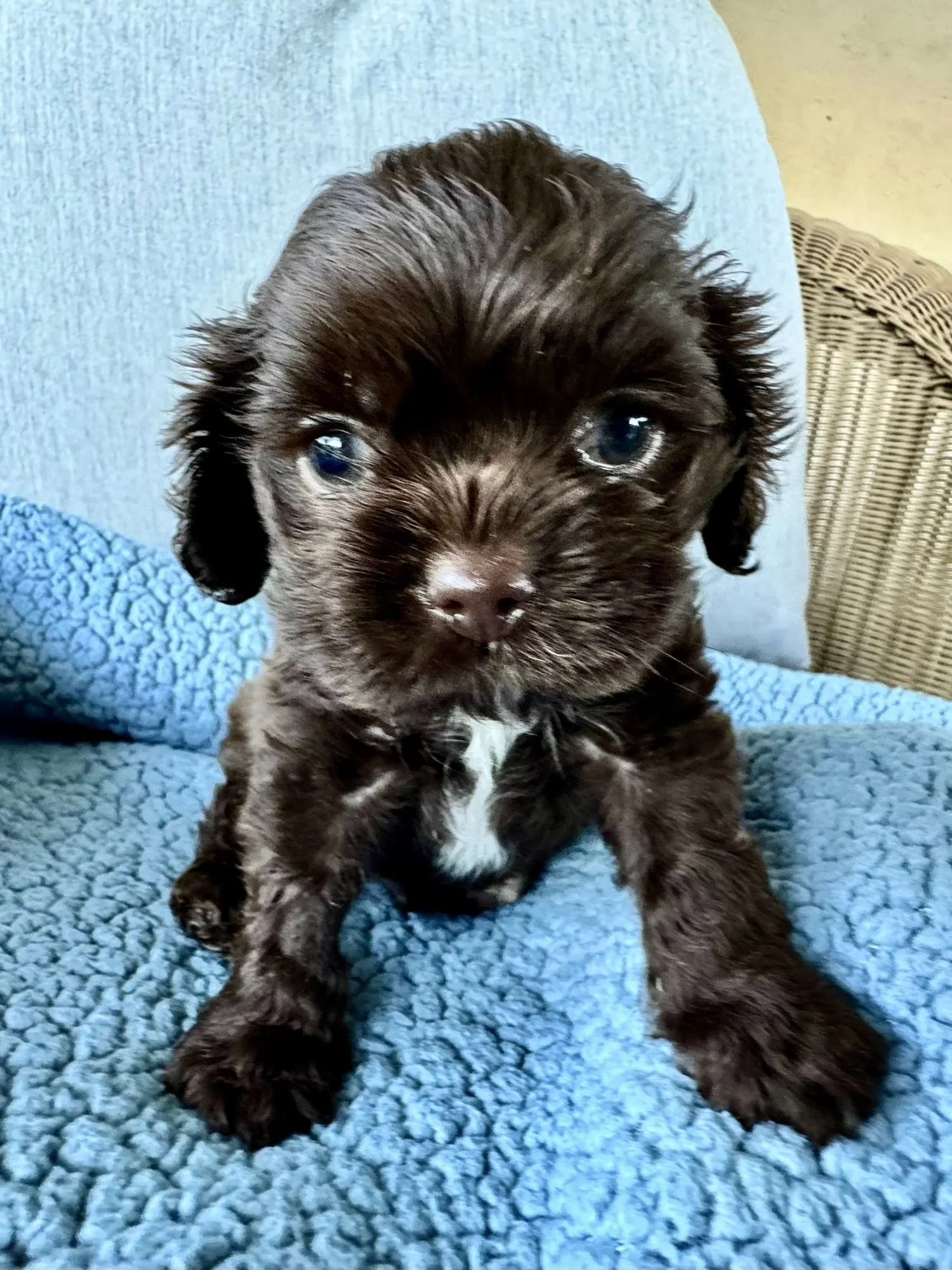 Dogs for Adoption - Cocker Spaniel - Camp Cocker Rescue