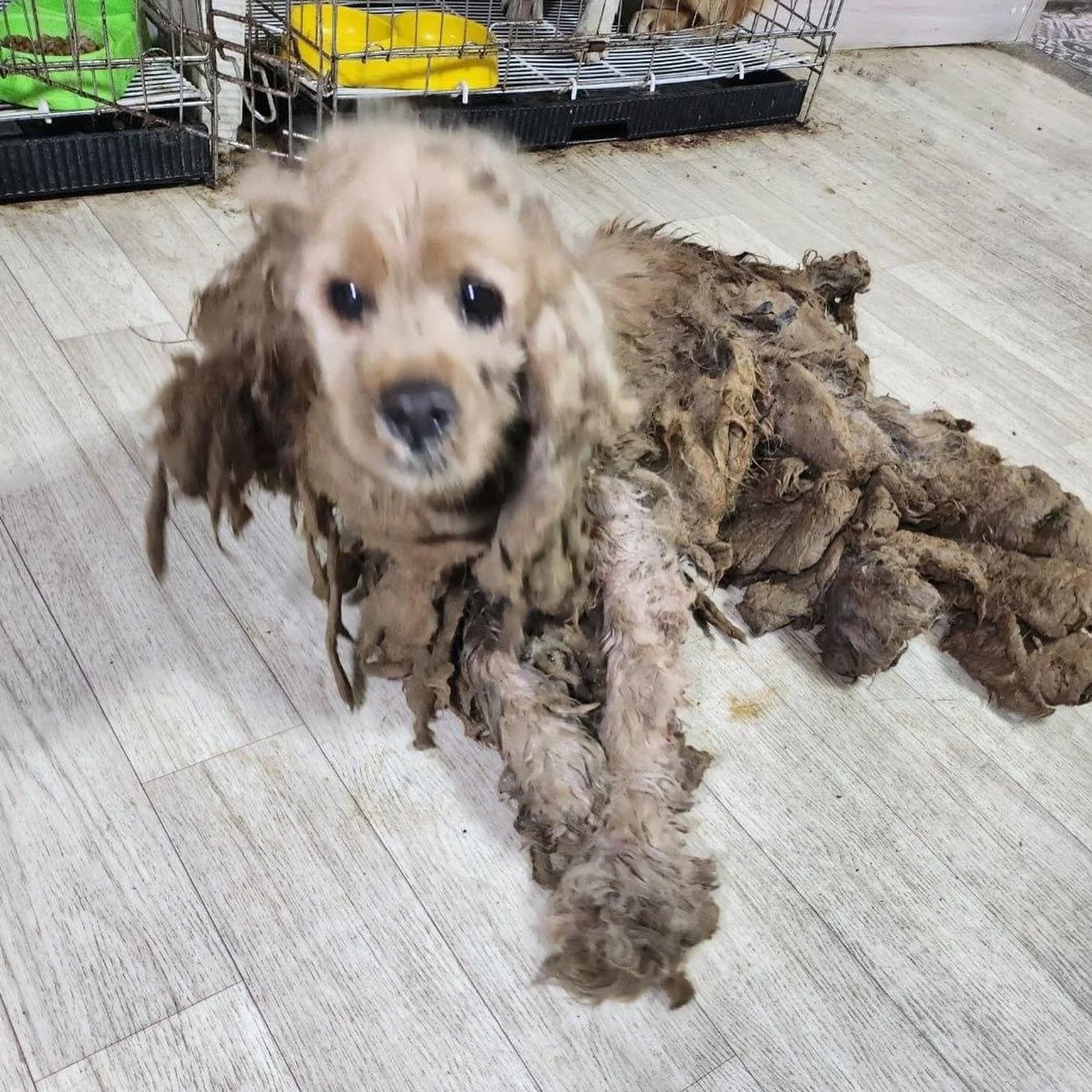 Apollo-c - Camp Cocker Rescue