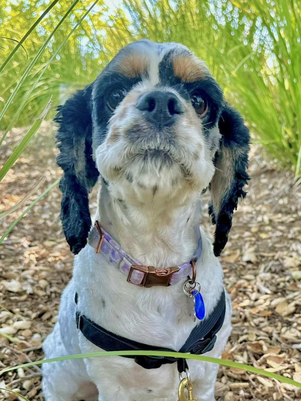 Daisy 2024 - Camp Cocker Rescue