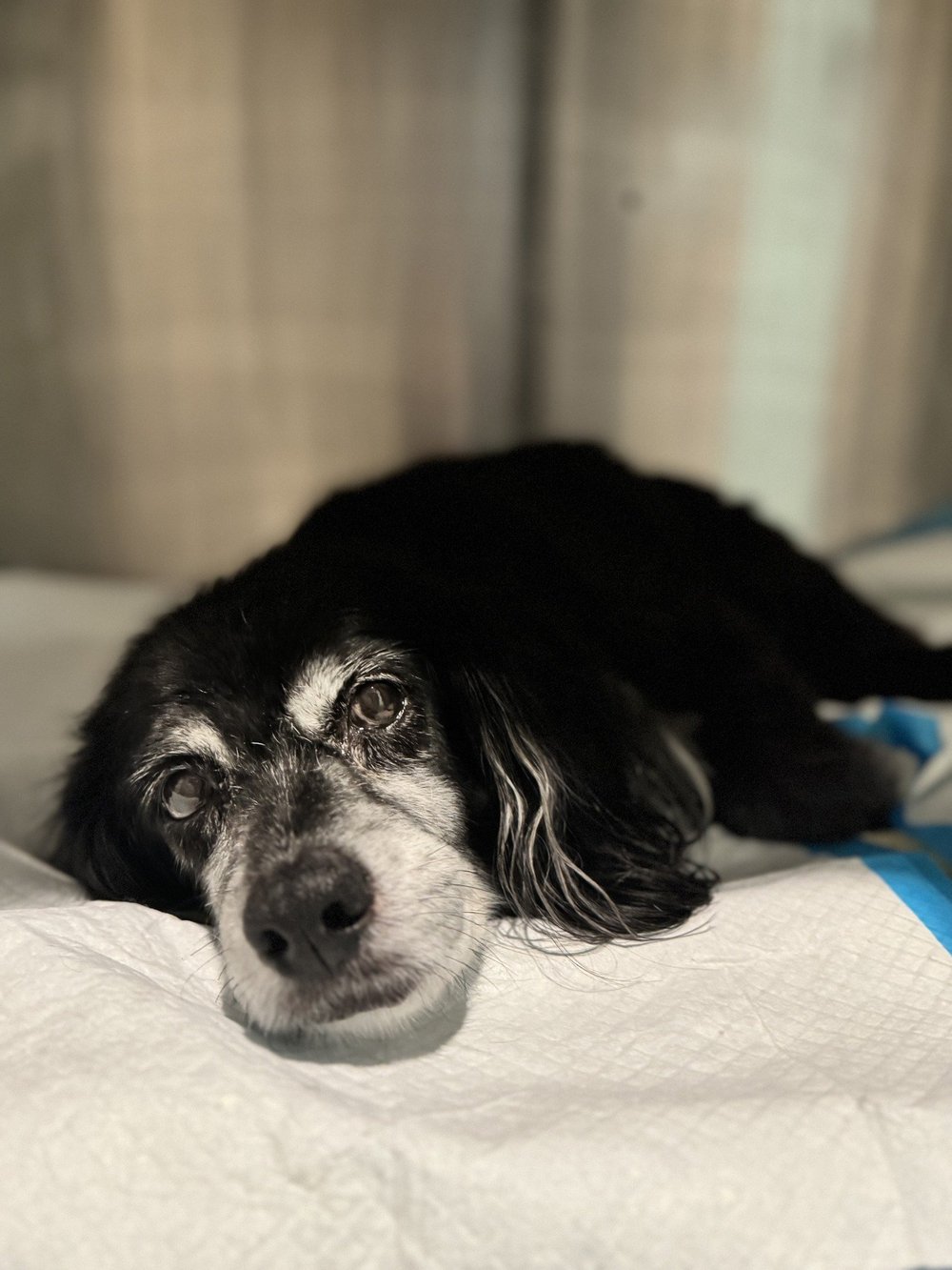 Dogs for Adoption - Cocker Spaniel - Camp Cocker Rescue