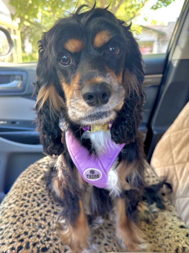 Dogs for Adoption - Cocker Spaniel - Camp Cocker Rescue