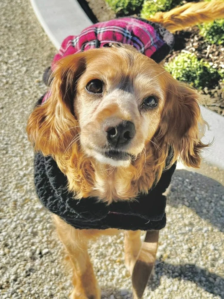 Dogs for Adoption - Cocker Spaniel - Camp Cocker Rescue