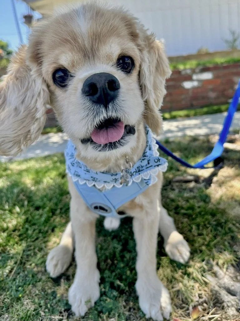 Dogs for Adoption - Cocker Spaniel - Camp Cocker Rescue