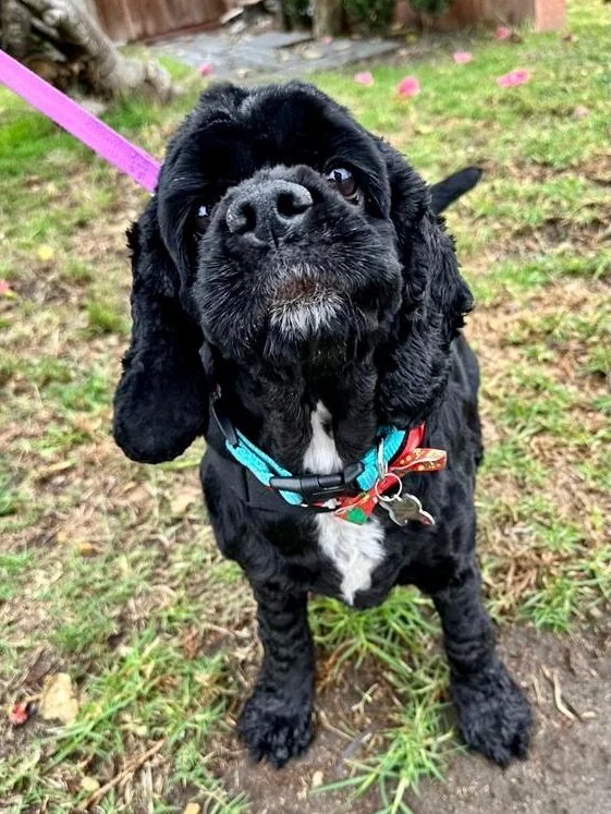 Home - Camp Cocker Rescue