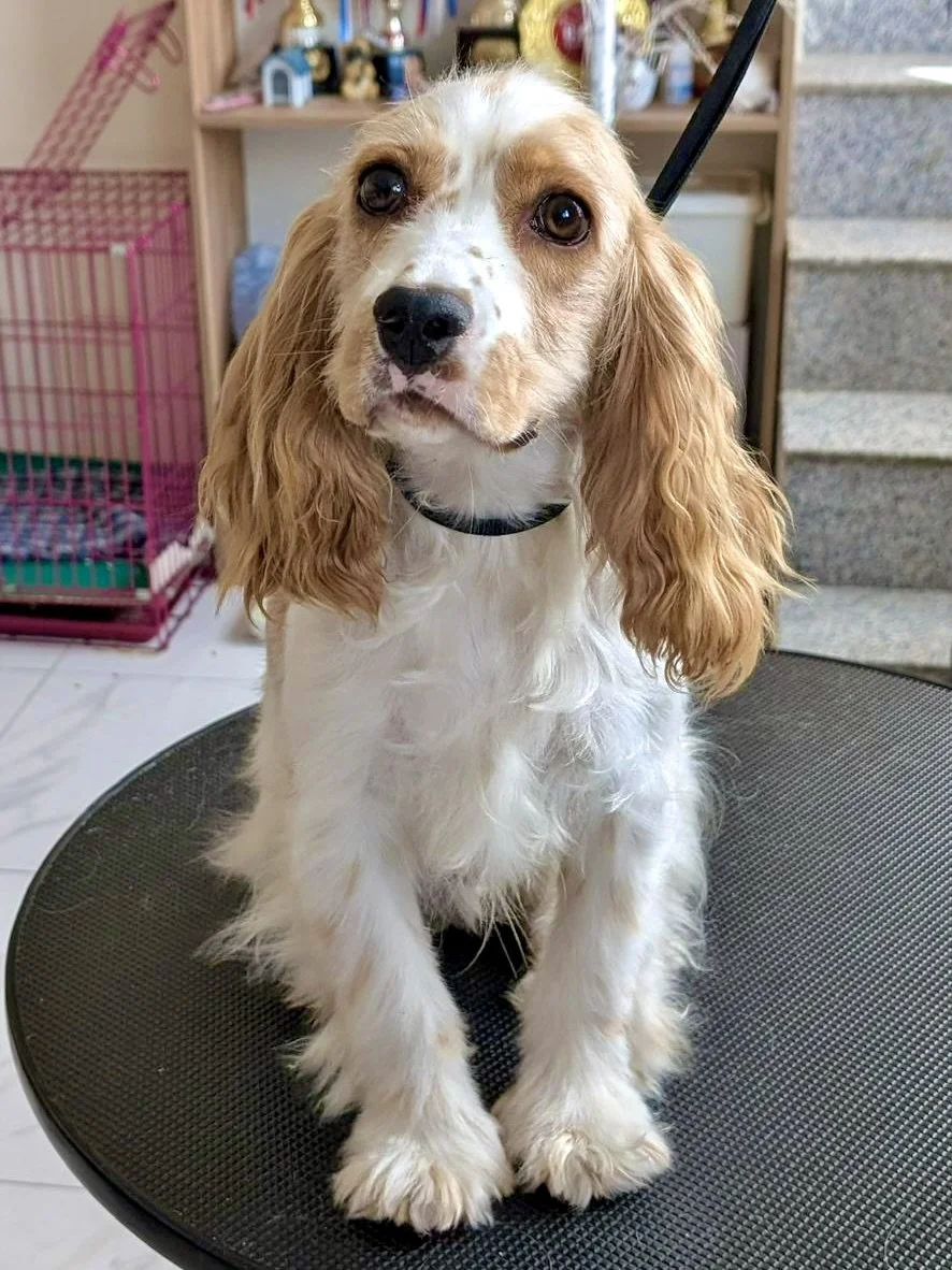 Dogs for Adoption - Cocker Spaniel - Camp Cocker Rescue