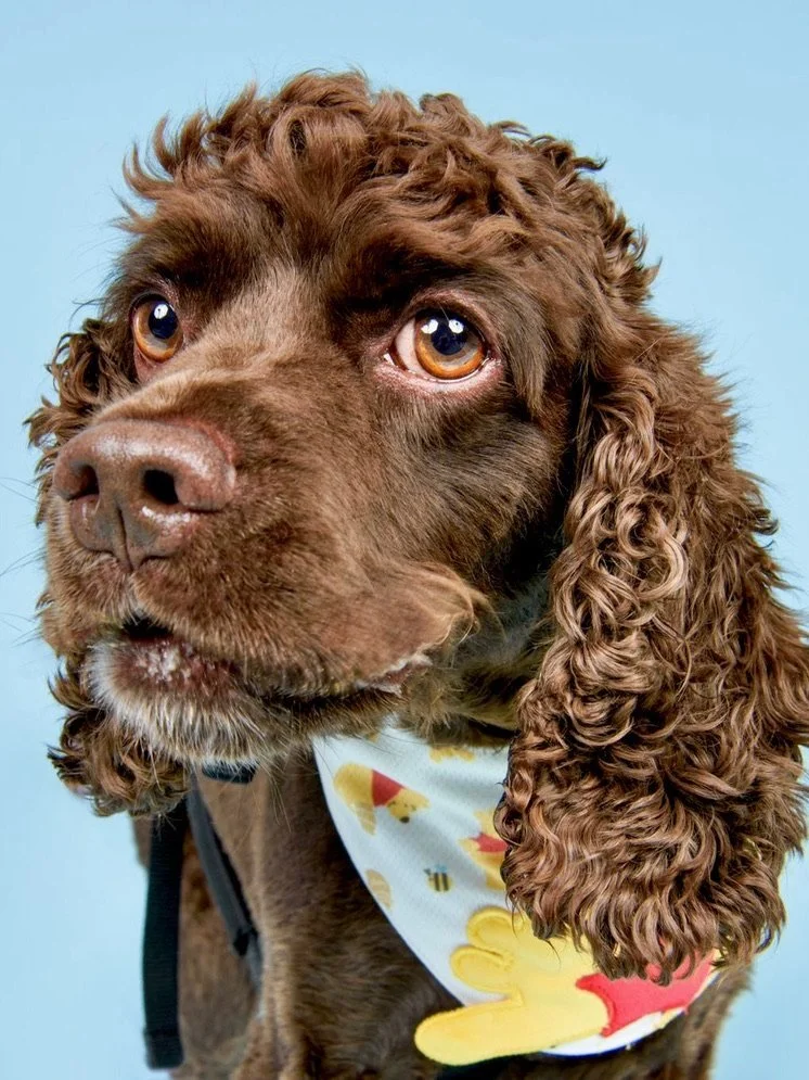 Dogs for Adoption - Cocker Spaniel - Camp Cocker Rescue