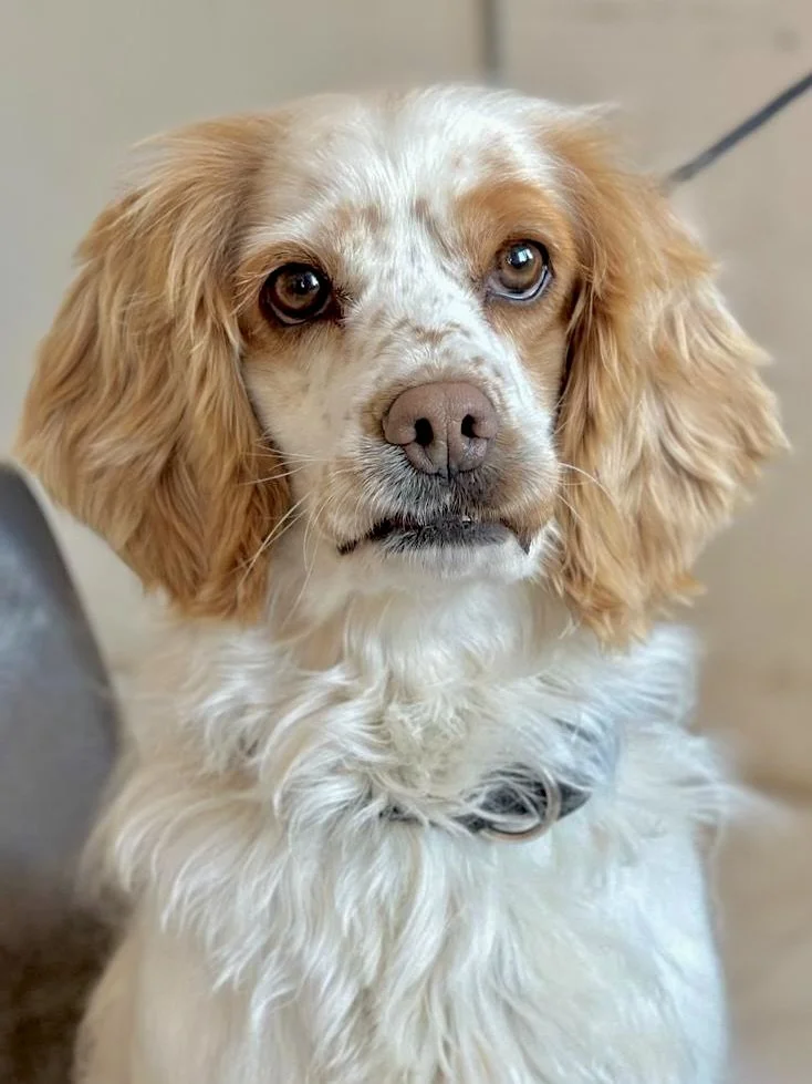 Dogs for Adoption - Cocker Spaniel - Camp Cocker Rescue