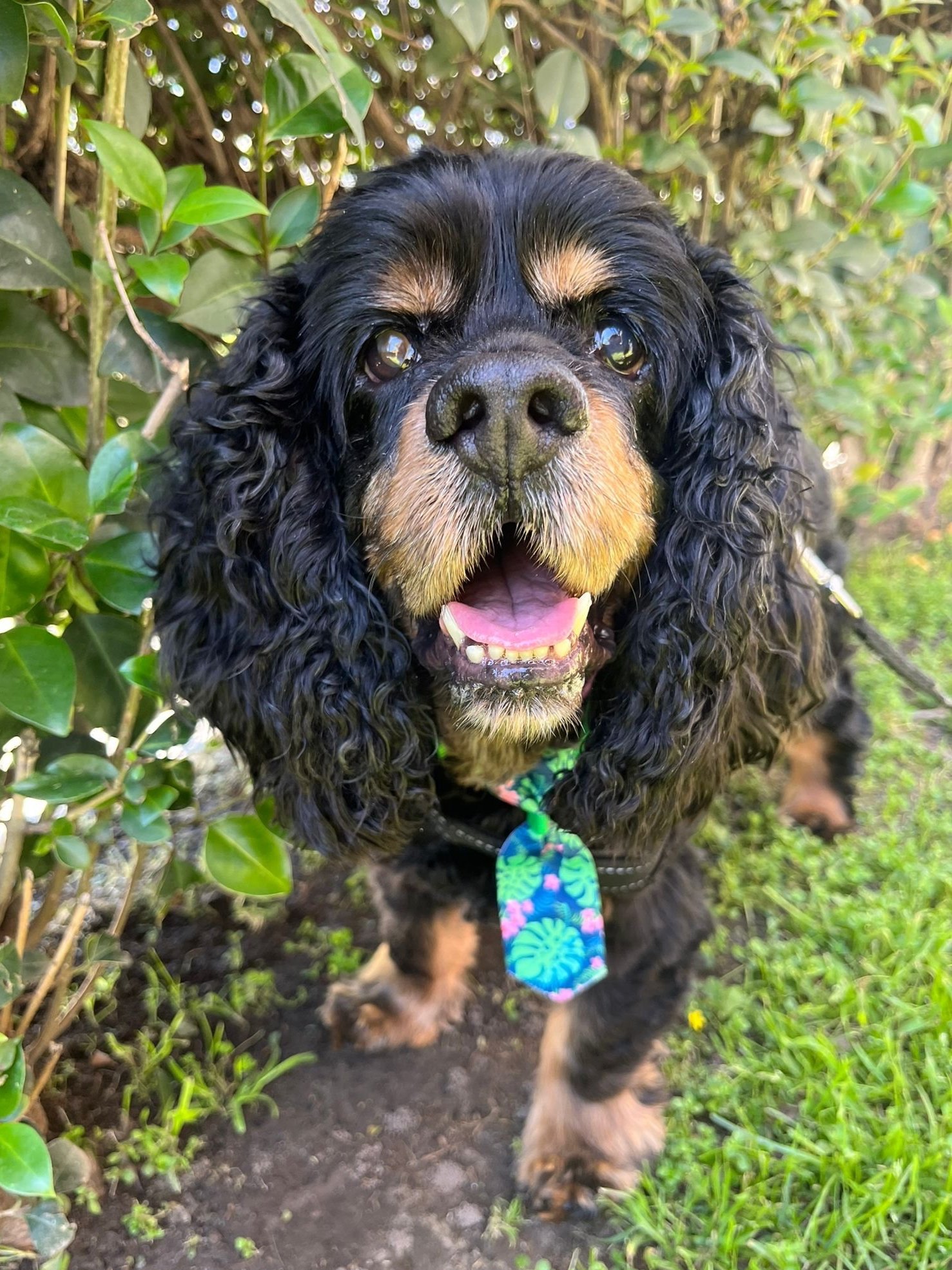 Dogs for Adoption - Cocker Spaniel - Camp Cocker Rescue