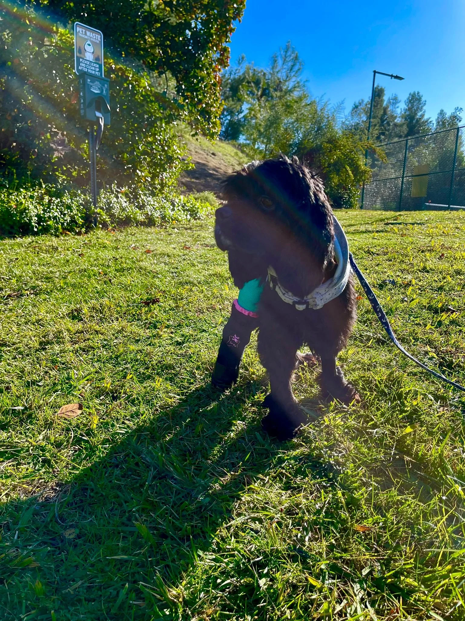 (Previous Bio) Emily - Camp Cocker Rescue