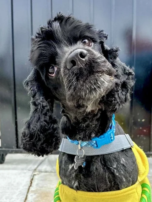 Dogs for Adoption - Cocker Spaniel - Camp Cocker Rescue