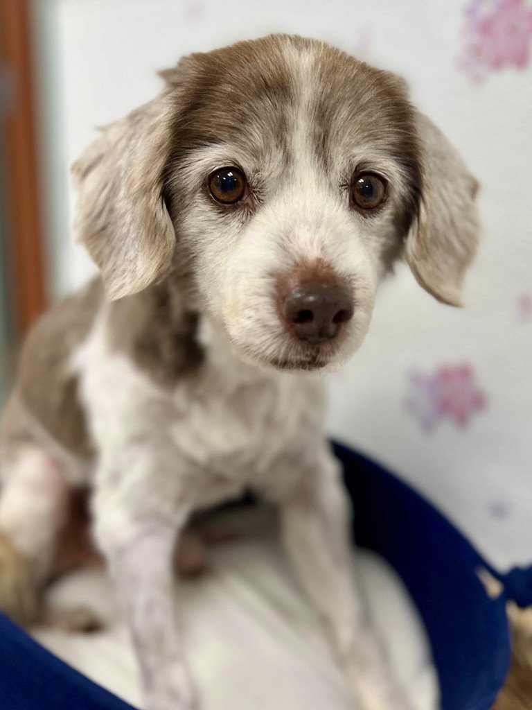 Cocker Spaniel Australian Shepherd Mix Puppies