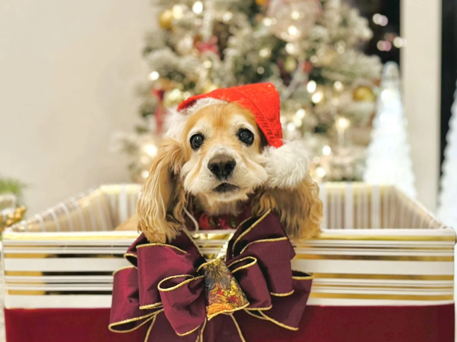 Home - Camp Cocker Rescue