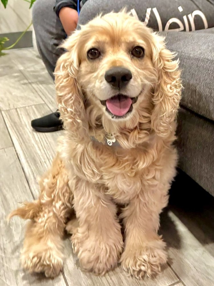 Dogs for Adoption - Cocker Spaniel - Camp Cocker Rescue