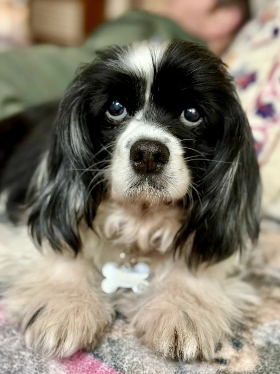 Dogs for Adoption - Cocker Spaniel - Camp Cocker Rescue