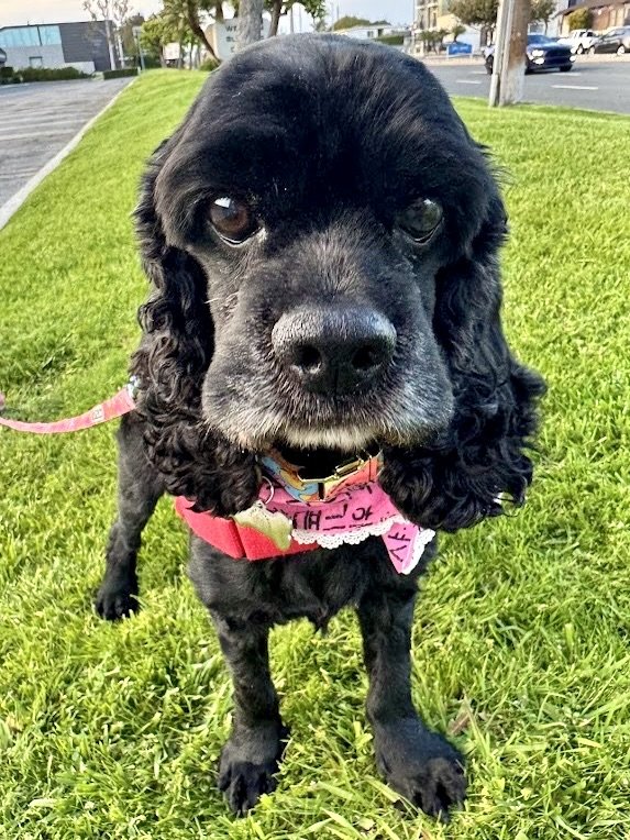 Dogs for Adoption - Cocker Spaniel - Camp Cocker Rescue